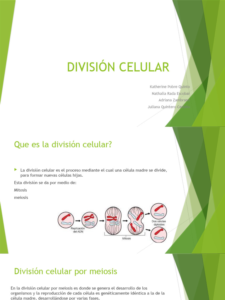 División Celular | PDF | Mitosis | Mitosis