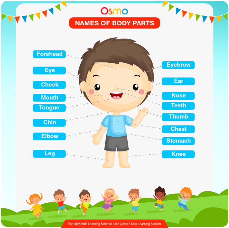 Names of Body Parts | PDF | Career & Growth | Language Arts & Discipline