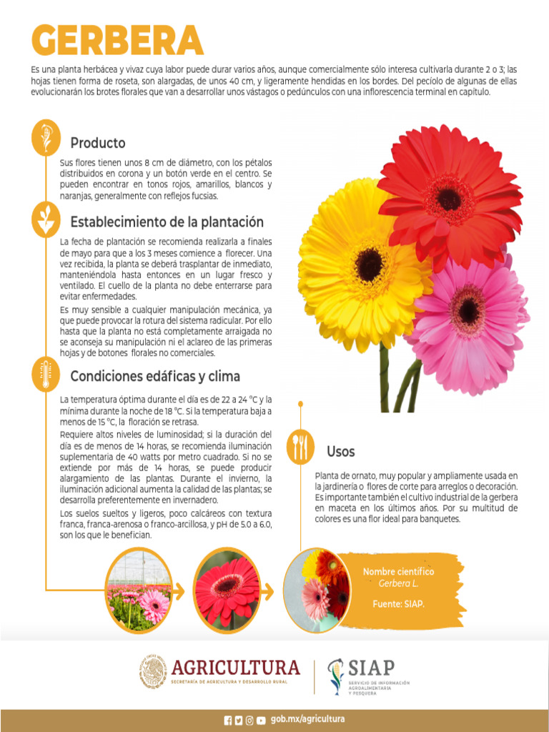 gerbera | PDF | Flores | Plantas