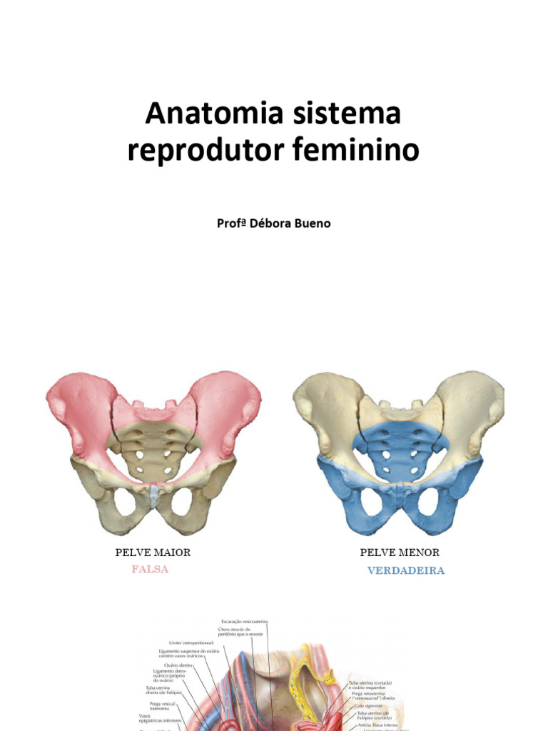 U2 - Aula 1 - Anatomia - Ã Rgã Os Genitais Feminino Interno - Profa DÃ ...
