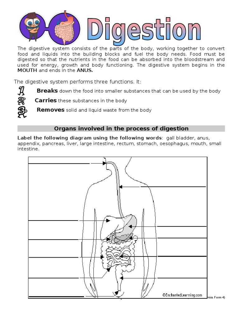 Digestion Handout | PDF | Digestion | Human Digestive System