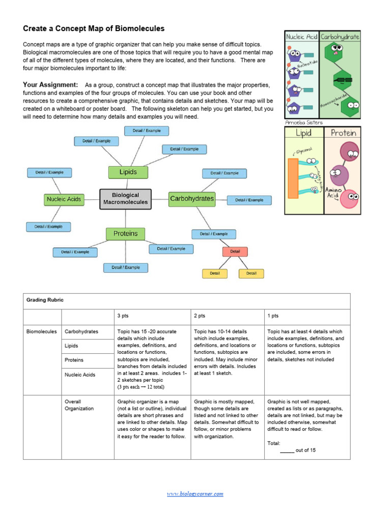 Create A Concept Map of Biomolecules | PDF | Biomolecules | Biology