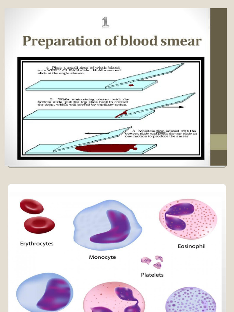 Blood Smear Staining | PDF | Cooking, Food & Wine | Science & Mathematics