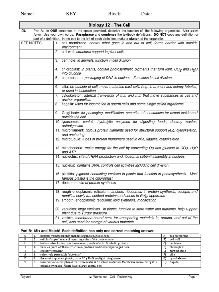 Worksheet - Cell - Review - Key 2 | PDF | Cell (Biology) | Endoplasmic ...
