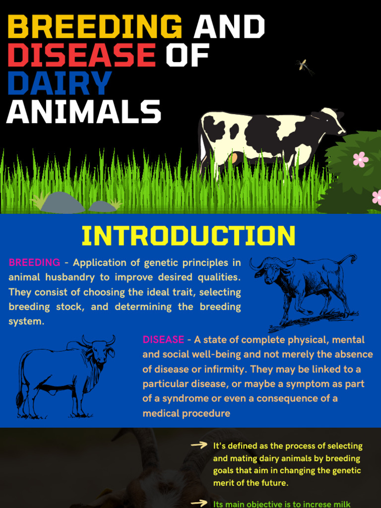 Dairy Animal Breeding and Diseases Guide | PDF | Inbreeding | Selective ...