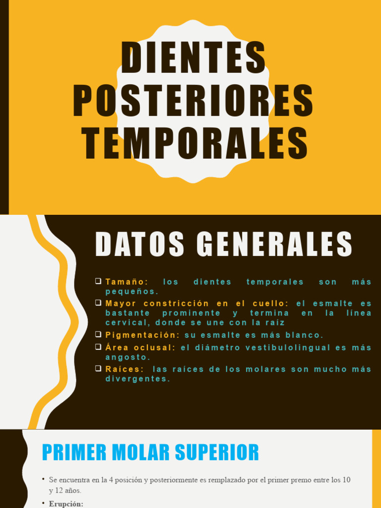 Dientes Posteriores Temporales | Descargar gratis PDF | Ramas de ...