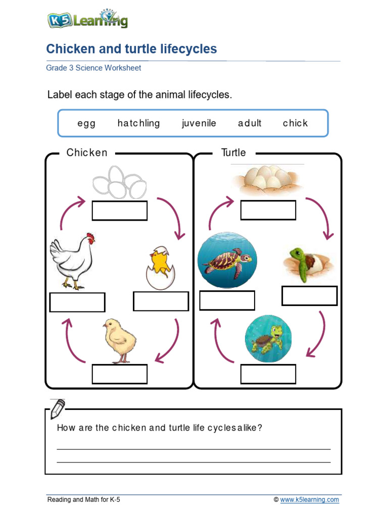 Chicken and Turtle Life Cycles Worksheet | PDF