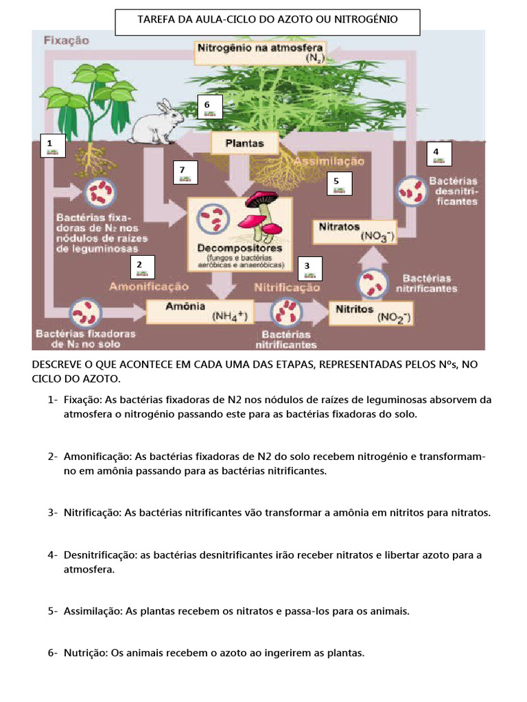 Ciclo do Azoto: Etapas e Processos | PDF | Ciências e Matemática