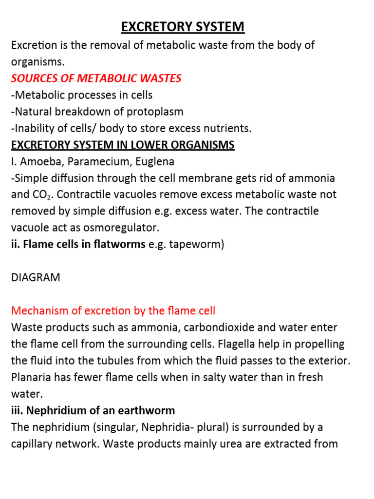 Excretory Sys..ss2 | PDF | Kidney | Urinary System