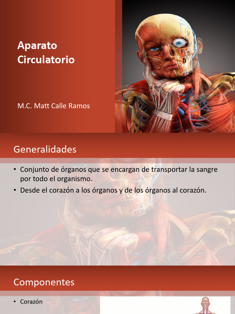 Anatomía y Función del Aparato Circulatorio | PDF | Corazón | Sistema ...