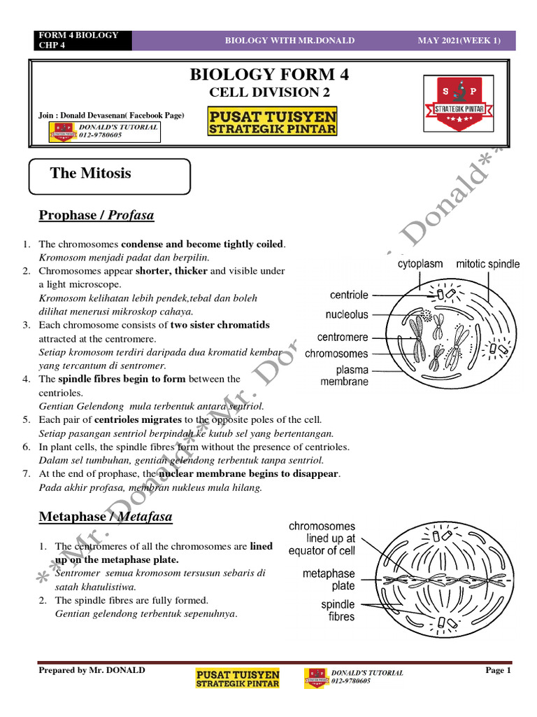 Cell Division 2 | PDF | Mitosis | Chromosome
