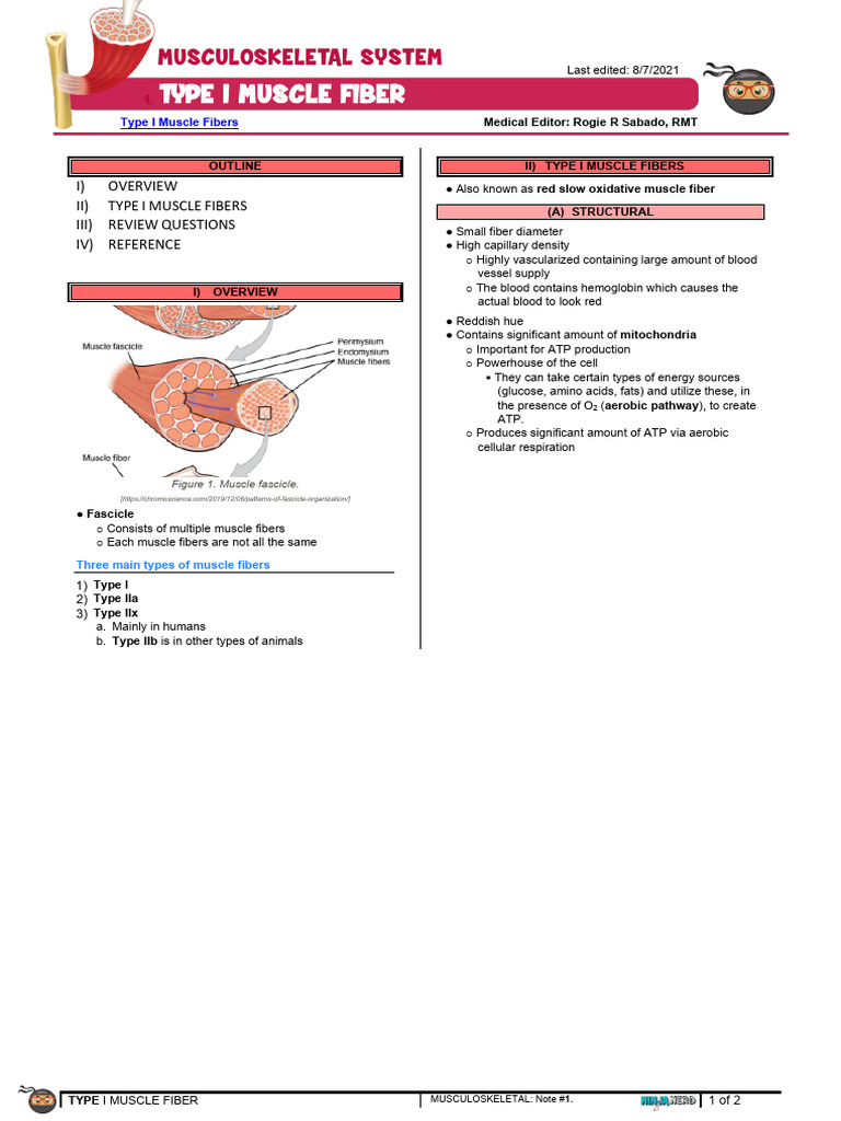 395 - Musculoskeletal Physiology] Type I Muscle Fibers | PDF | Skeletal ...