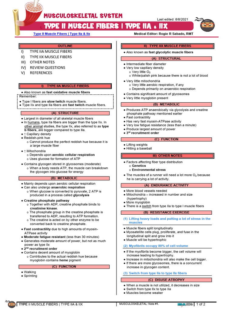 396 Musculoskeletal Physiology Type II Muscle Fibers Type IIa & | PDF ...