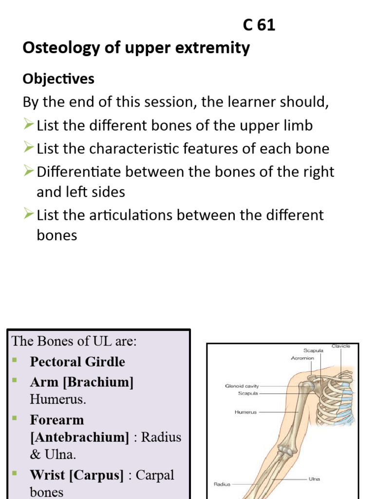 Osteology of the Upper Extremity | PDF | Hand | Anatomical Terms Of Motion