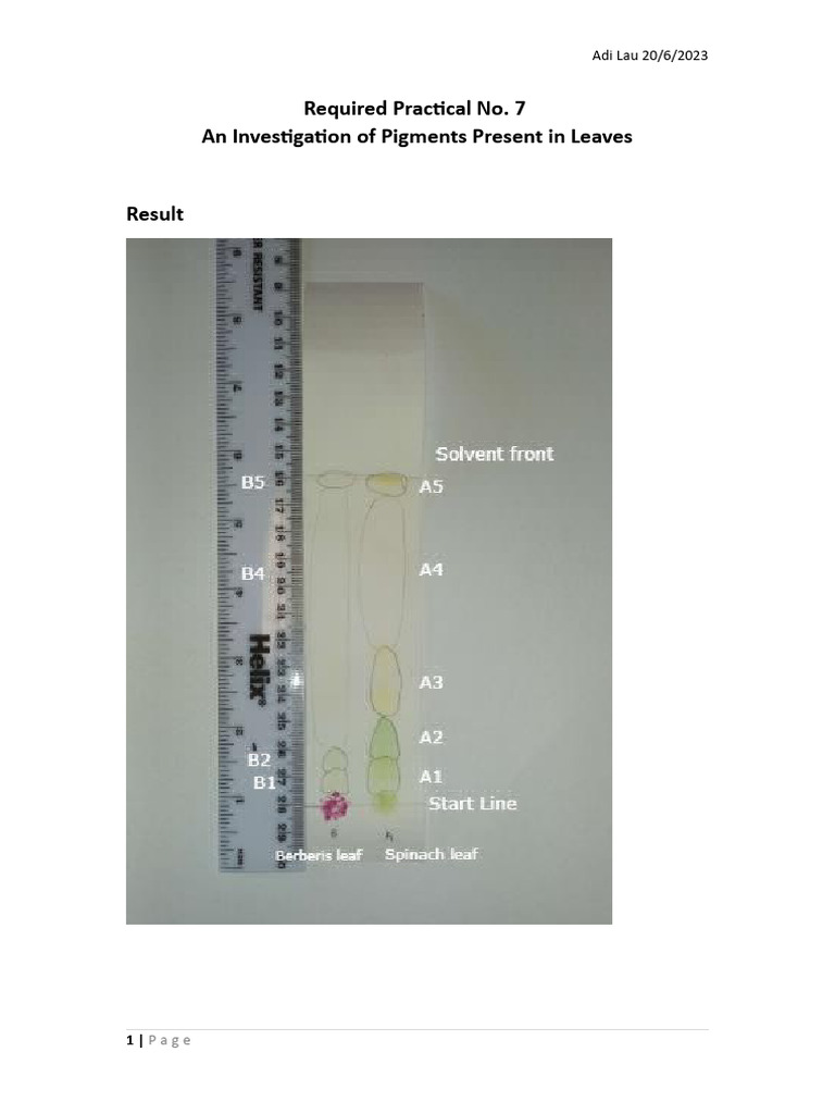 Risk Assessment Biology Pag 7 | PDF | Leaf | Chlorophyll