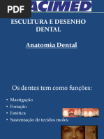 Características da Linha Equatorial Dental | PDF | Dente humano | Anatomia