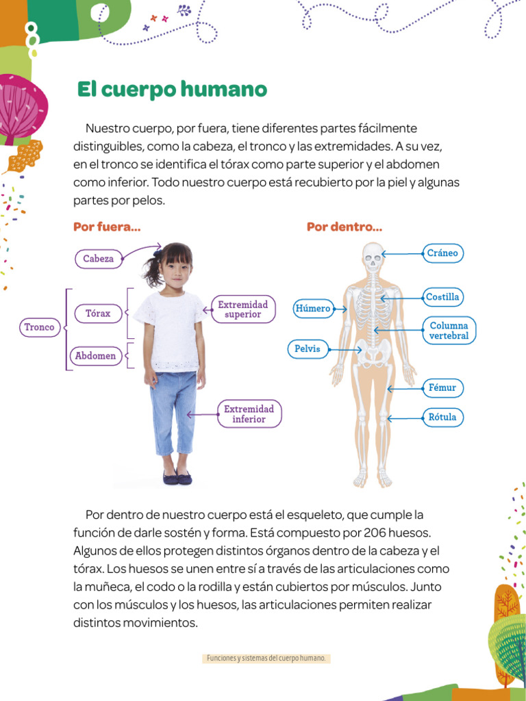 Odi PC INFO Cuerpo Humano Organos | PDF | Abdomen | Tórax