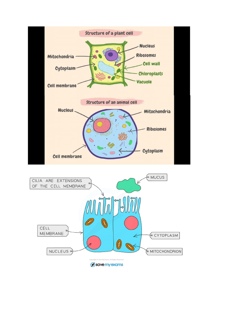 Biology Homework | PDF