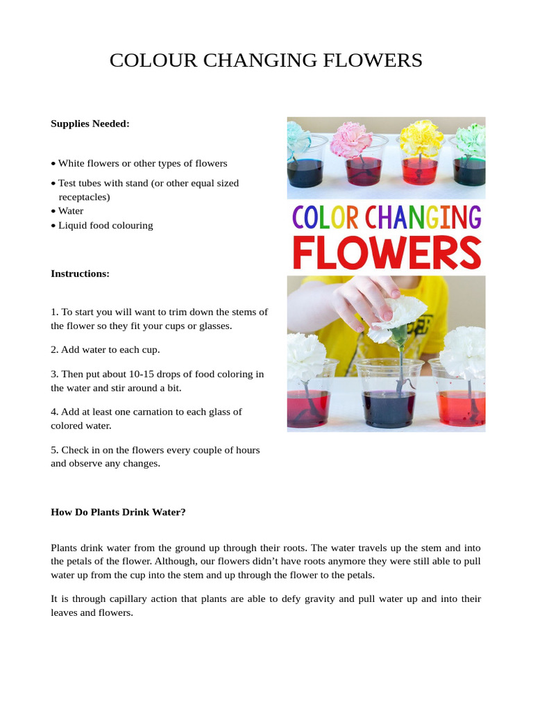 Capillary Action in Flower Color Change | PDF | Biology | Plants