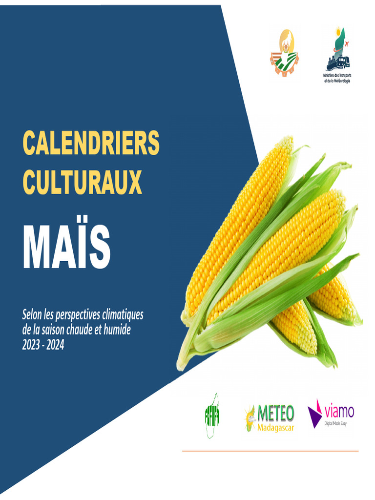 Calendrier de culture du maïs 2023-2024 | PDF | Maïs | Agriculture
