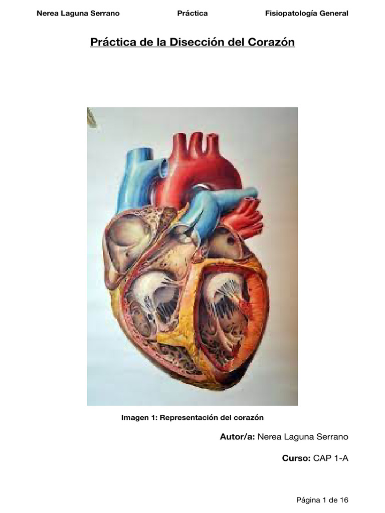 Práctica de La Disección Del Corazón | PDF | Corazón | Ventrículo (corazón)