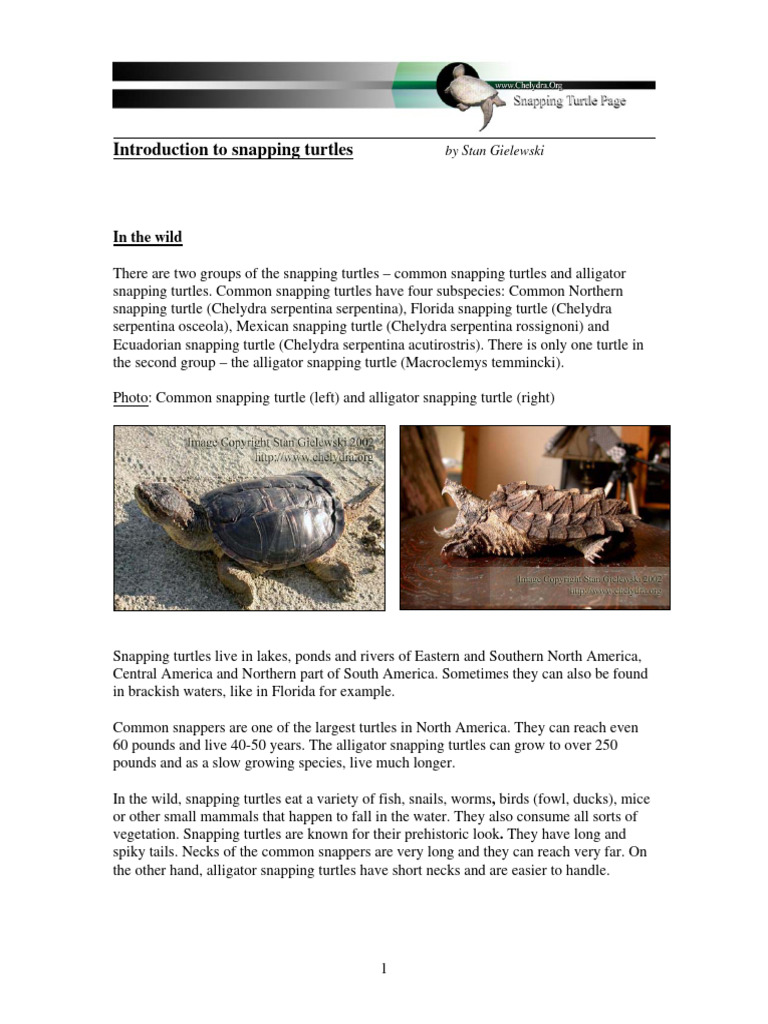 Introduction To Snapping Turtles | PDF | Reptile | Zoology