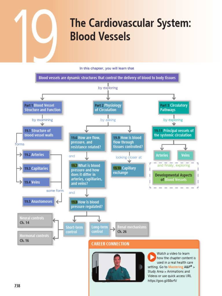 Blood Vessel Chapter - NEW | PDF | Artery | Vein