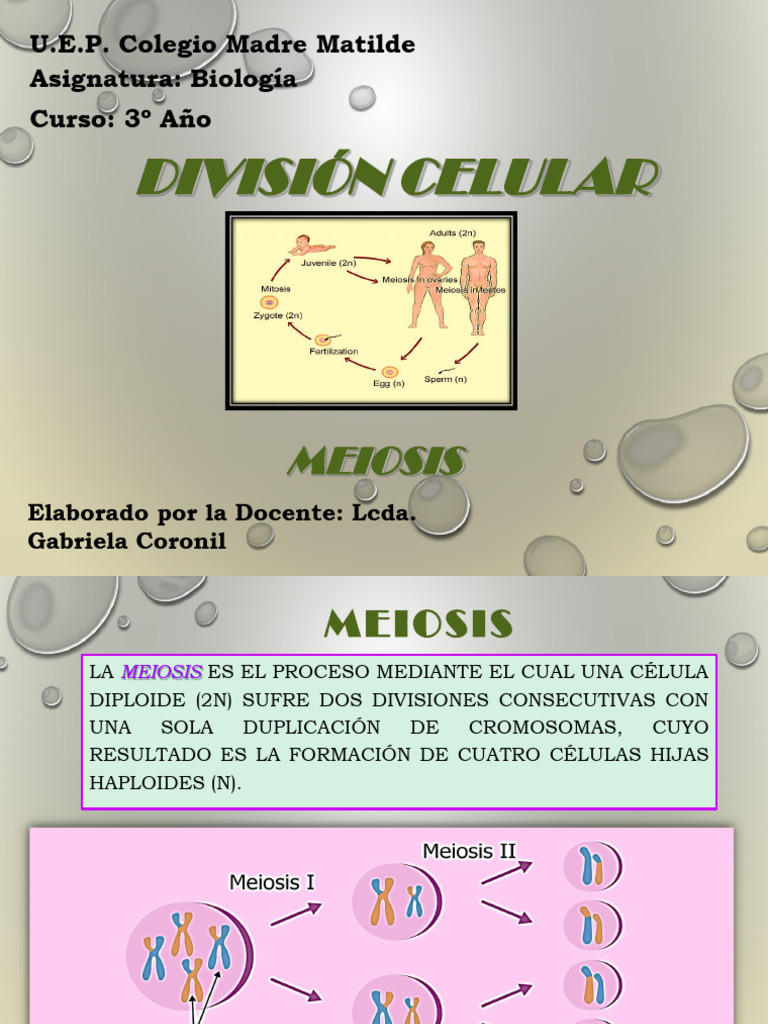 División Celular-Meiosis | PDF | Mitosis | Biología Molecular
