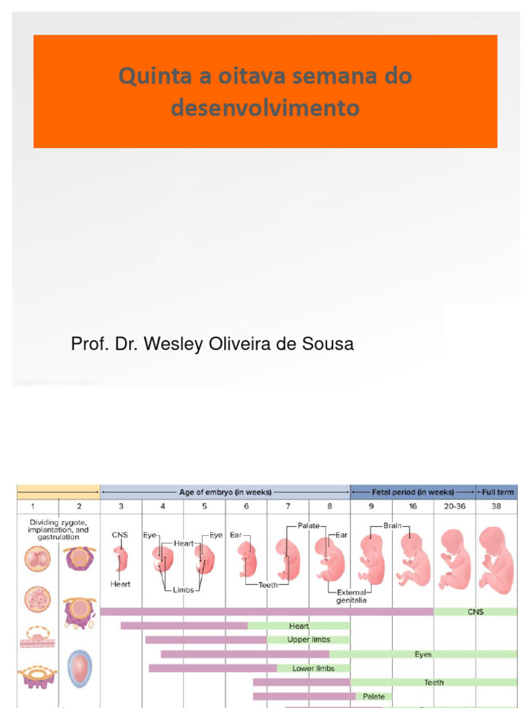 Quinta A Oitava Semana Do Desenvolvimento Embrionário | PDF | Autoajuda