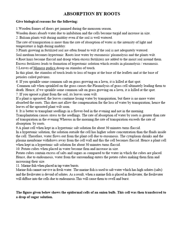 Absorption by Roots | PDF | Osmosis | Biology