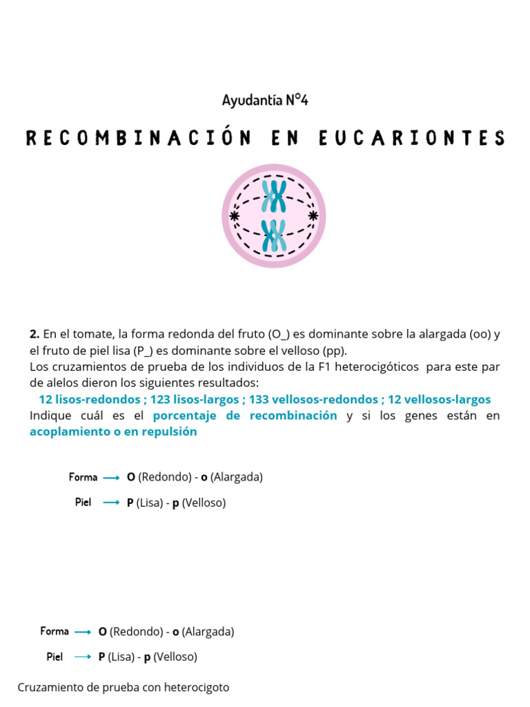 Cruzamientos Genéticos en Tomate y Perros | PDF | Dominancia (Genética ...