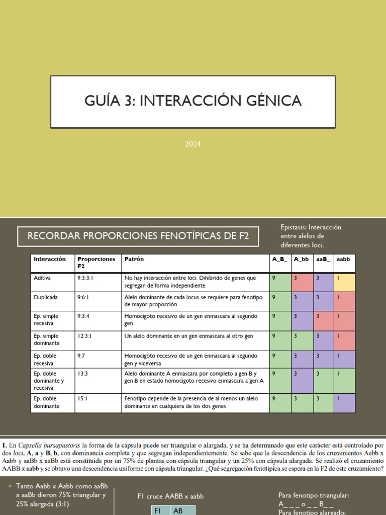 Ayudantia Gu A 3 Interacci N G Nica 2024 | PDF | Epistasis | Dominancia (Genética)