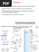 HIPERLACTATEMIA | PDF | Ácido láctico | Fisiología