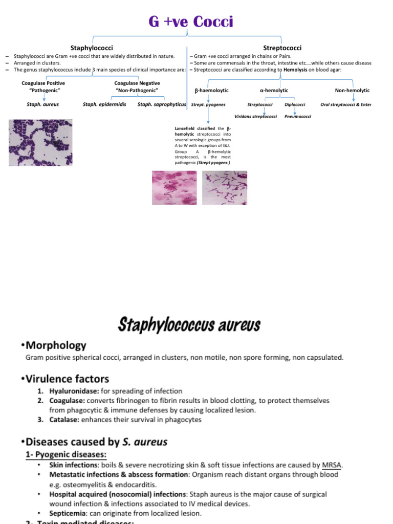 micro 2 lec1 | PDF | Streptococcus | Staphylococcus Aureus