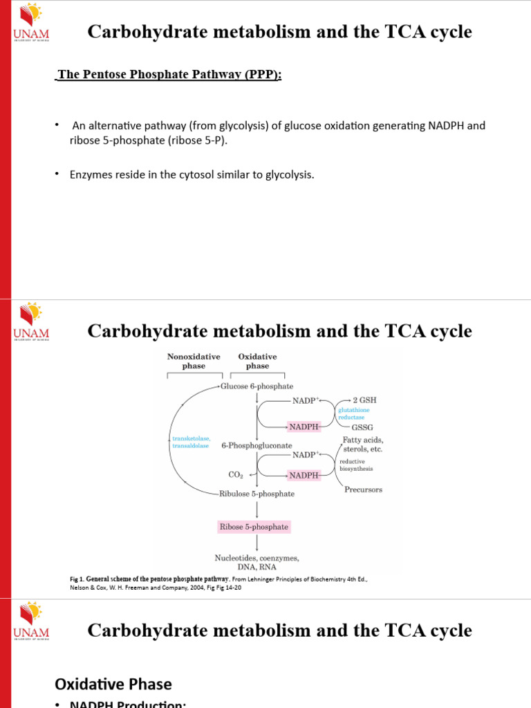 Carbohydrate Metabolism TCA Cycle - (PPP and Glycogen Metabolism) | PDF ...