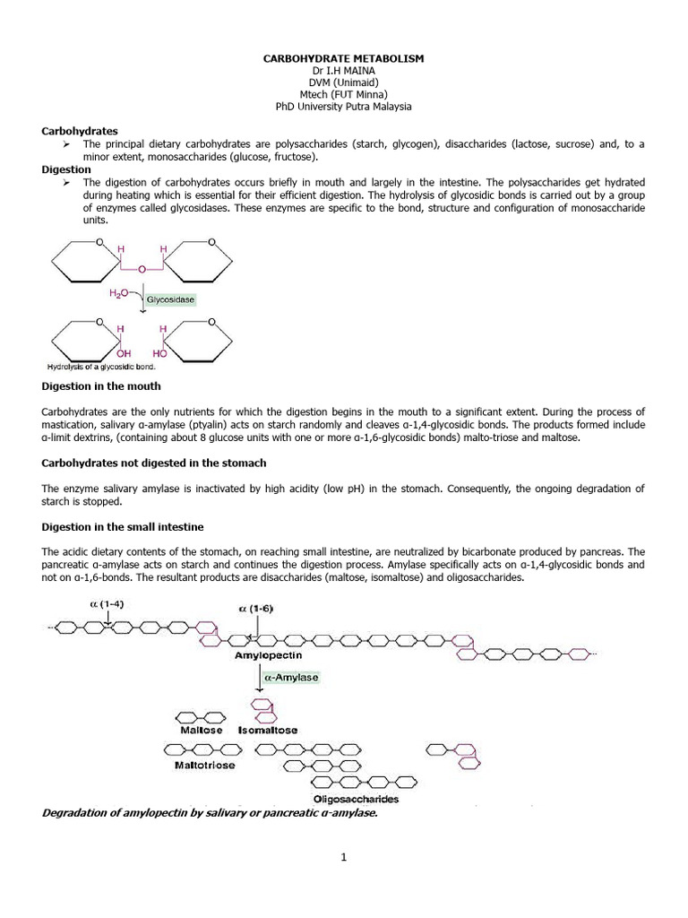 Carbohydrate Metabolism Overview | PDF | Glucose | Carbohydrates