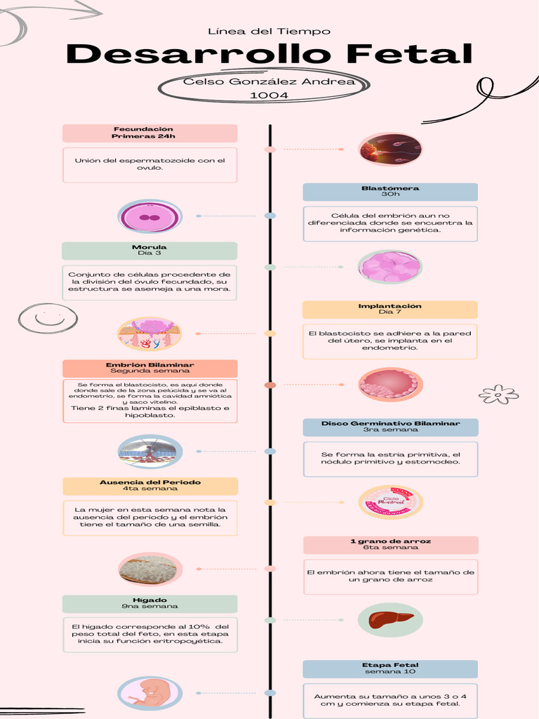Desarrollo del Embrión y Feto: Cronología | PDF | Feto | Embrión