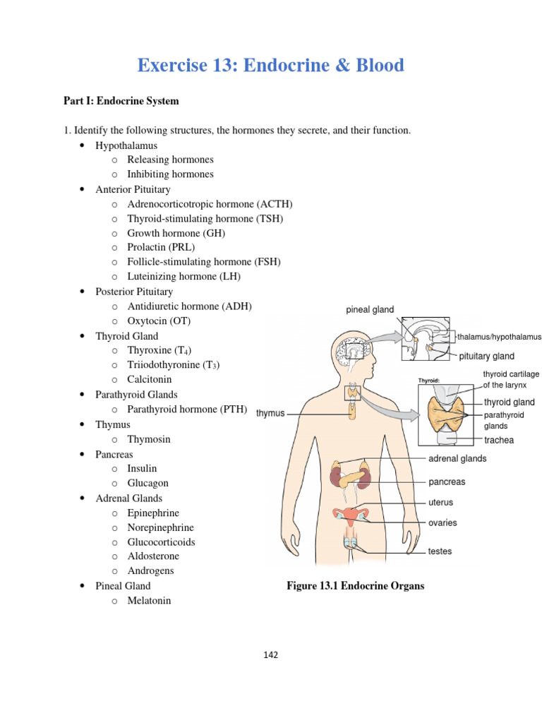 BI 232 Lab 13 | PDF | Endocrine System | White Blood Cell