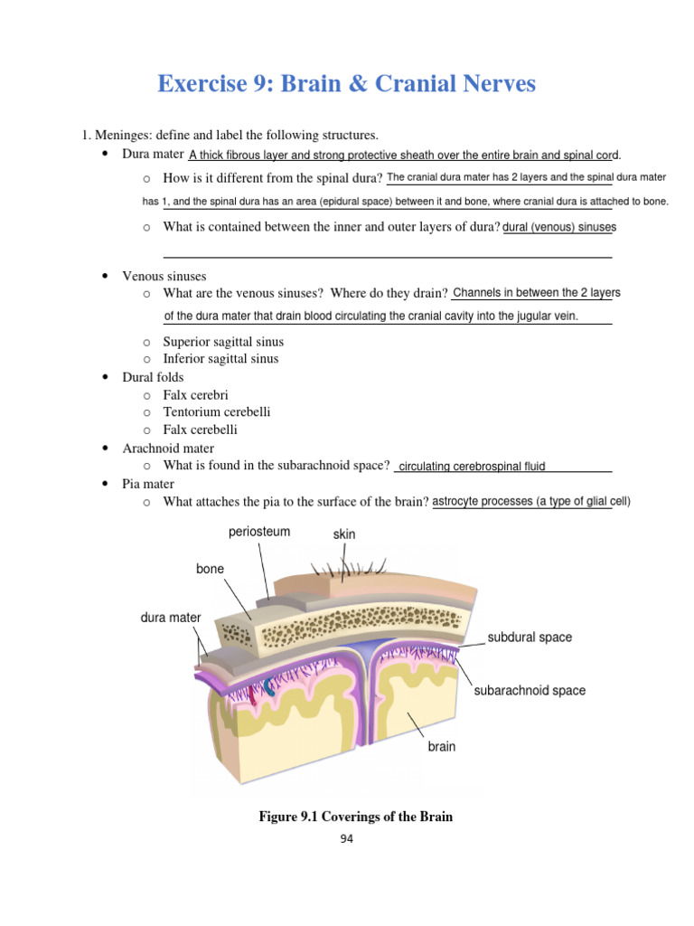 BI 232 Lab 9 | PDF | Brainstem | Cerebrum