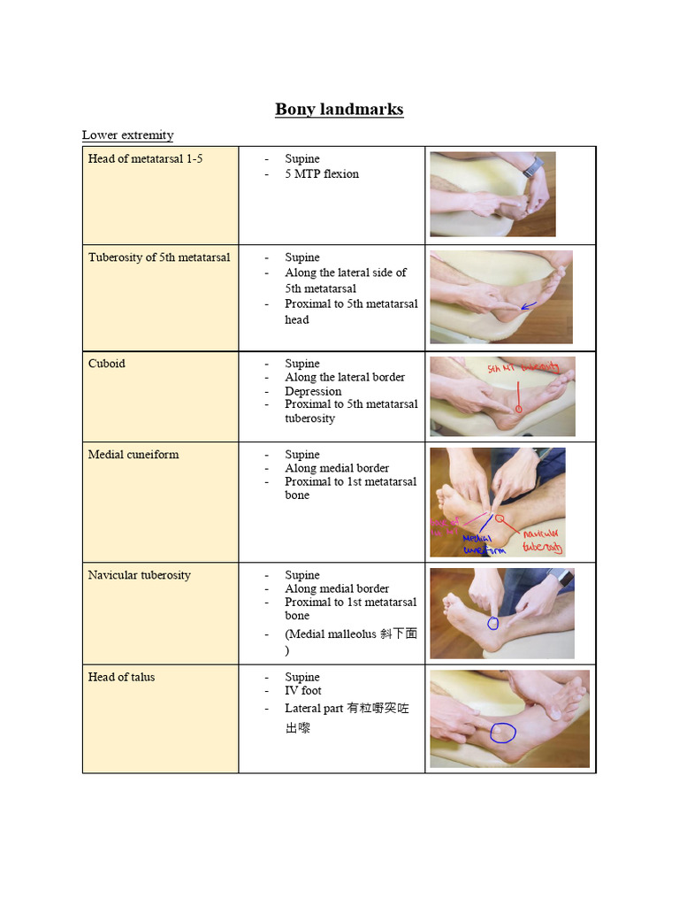 Surface Anatomy Complete | PDF | Human Leg | Anatomical Terms Of Motion