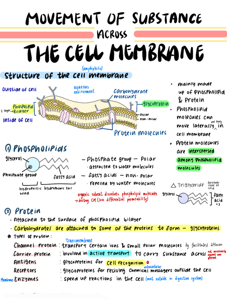 Core CH 3 Movement of Substance Across Cell Membrane | PDF | Cell ...