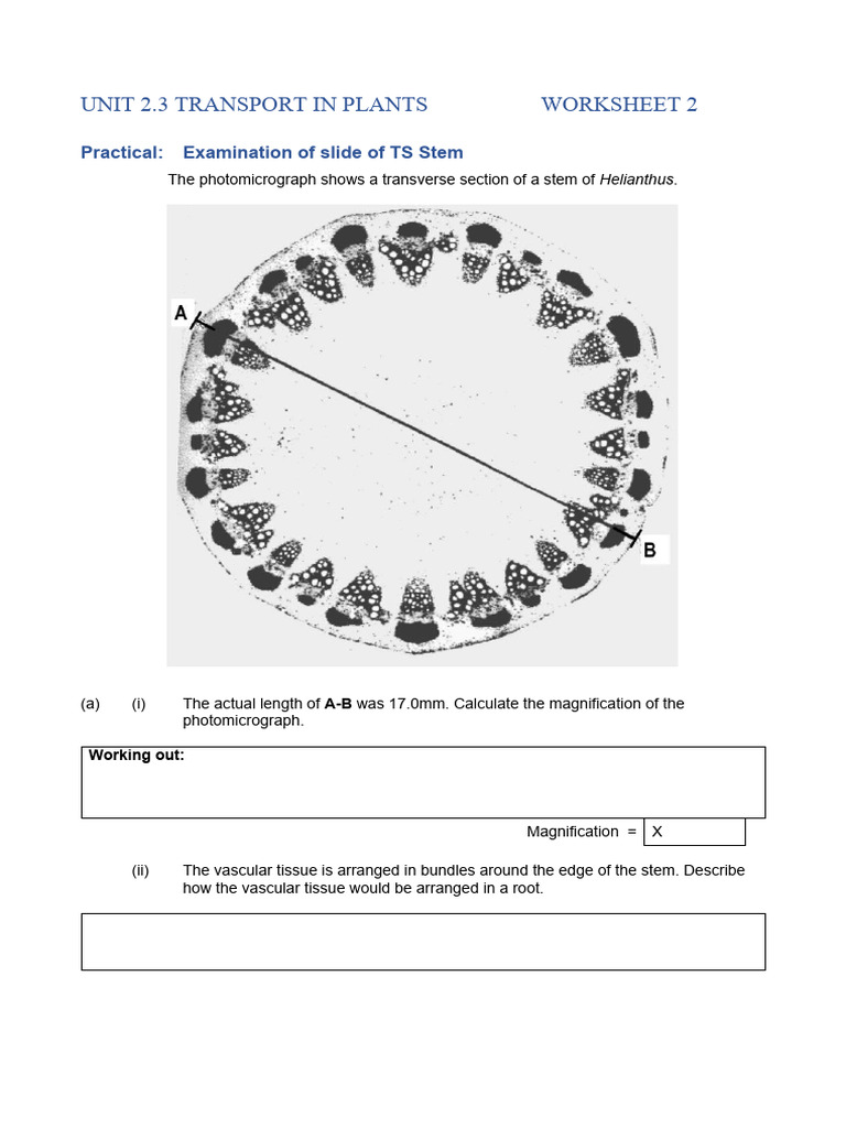 Transport in Plants Worksheet 2 | PDF