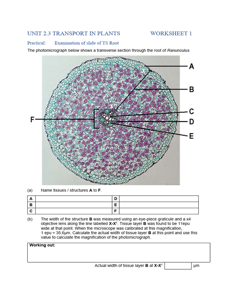 Transport in Plants Worksheet 1 | PDF