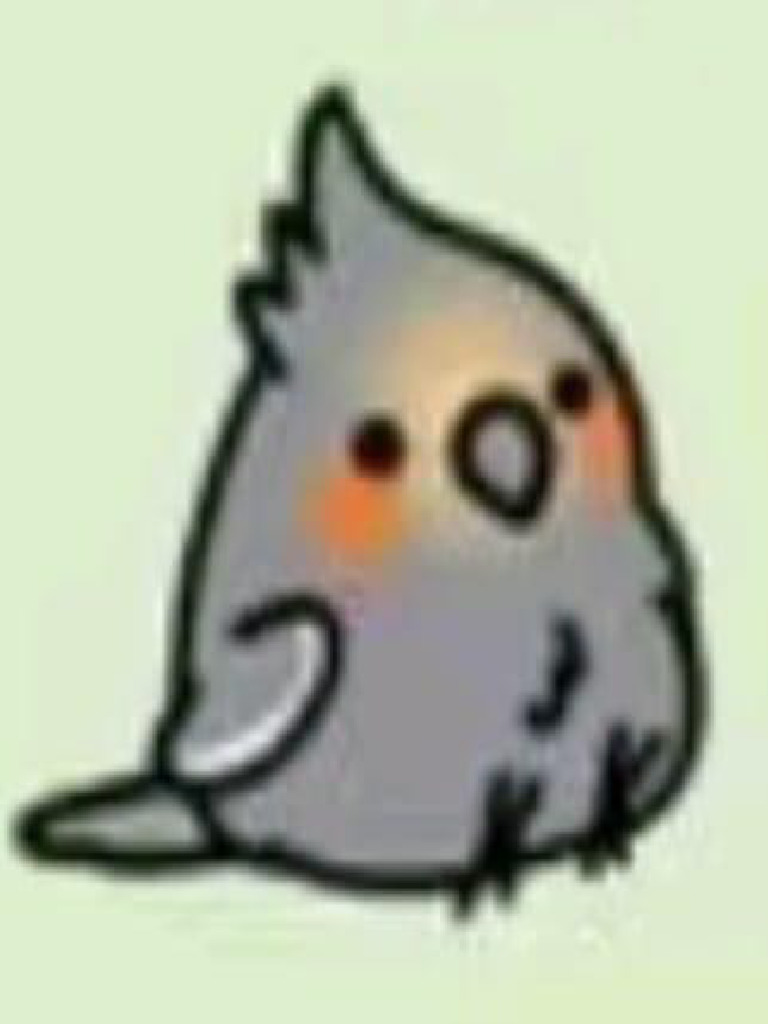 Cockatiel | PDF