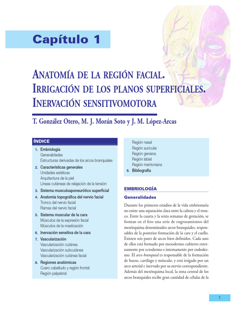 Anatomia de La Region Facial | PDF | Cabeza y cuello humanos | Anatomía ...