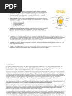 Formacion Del Pollito Dentro Del Huevo | PDF | Embrión | Huevo