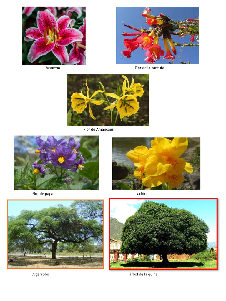 Azucena Flor de La Cantuta | PDF