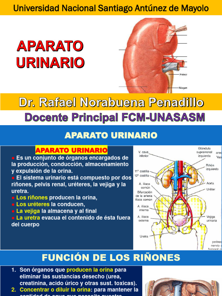 Aparato Urinario 2024 - 2 | PDF | Riñón | Sistema urinario