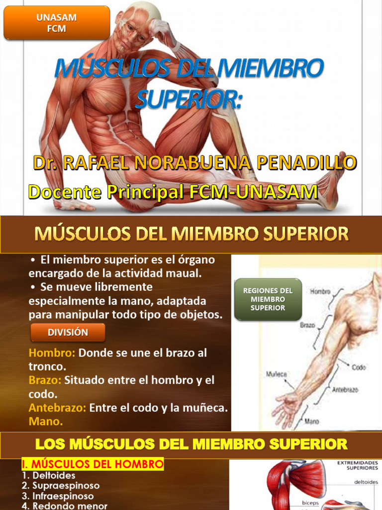 Anatomía de los Músculos del Miembro Superior | PDF | Extremidades ...