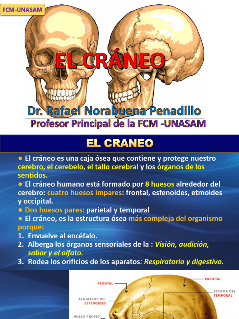 12.El Craneo y Sus Partes | PDF | Cráneo | Otorrinolaringología